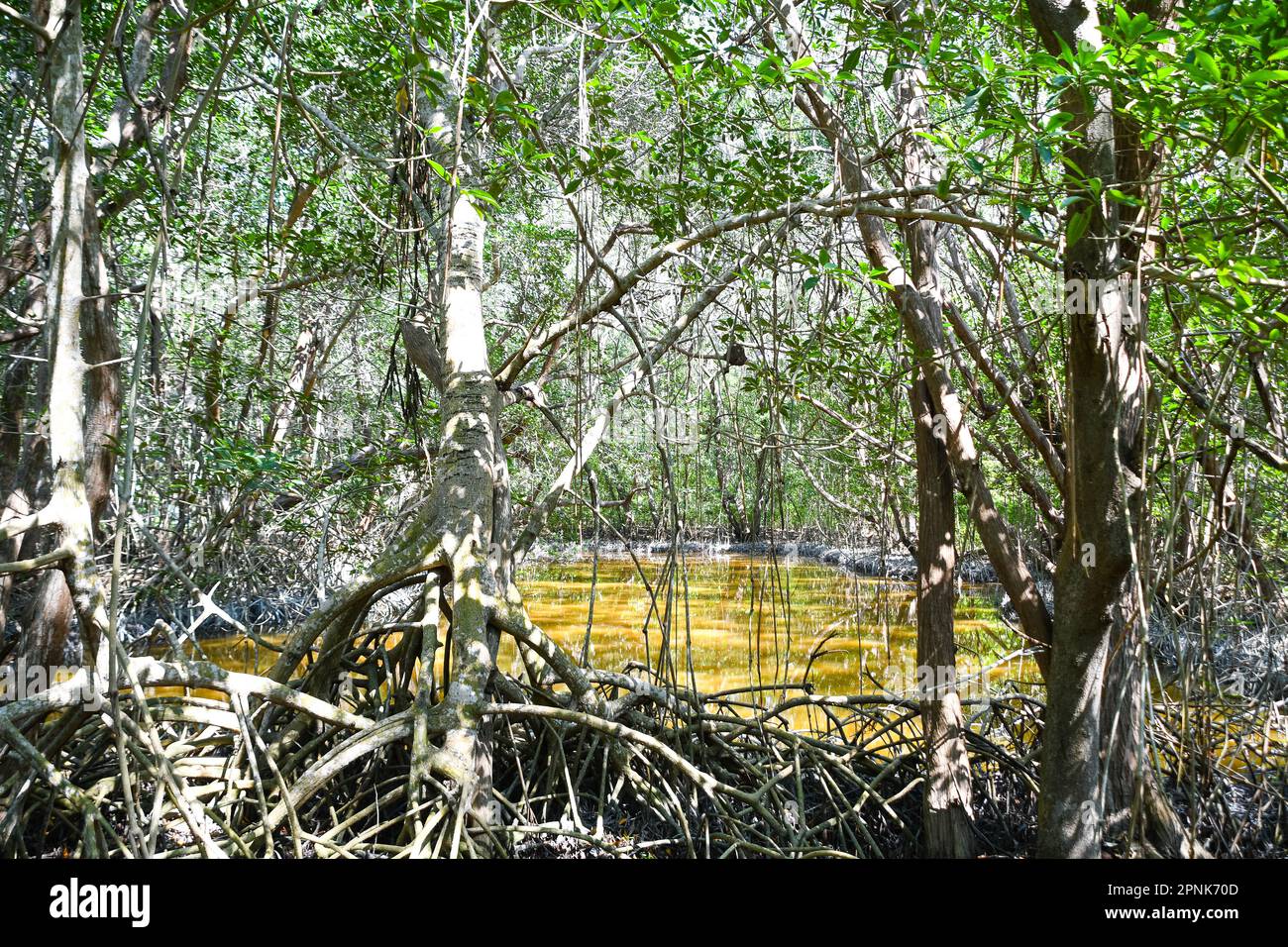 Landscape of a mangrove with lots of water and vegetation. Logs ...