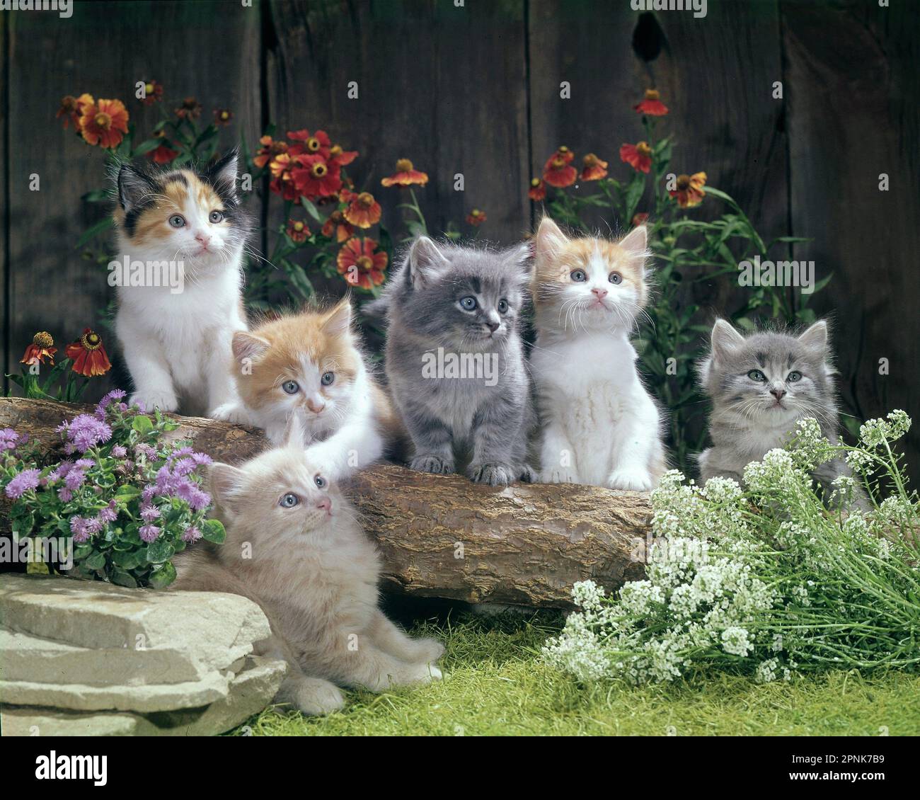 Six kittens sitting by a log, flat rocks, and flowers Stock Photo - Alamy