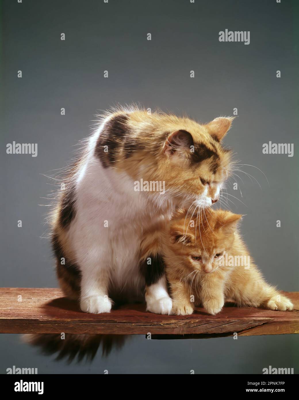 Mother calico cat attending kitten hi-res stock photography and images ...