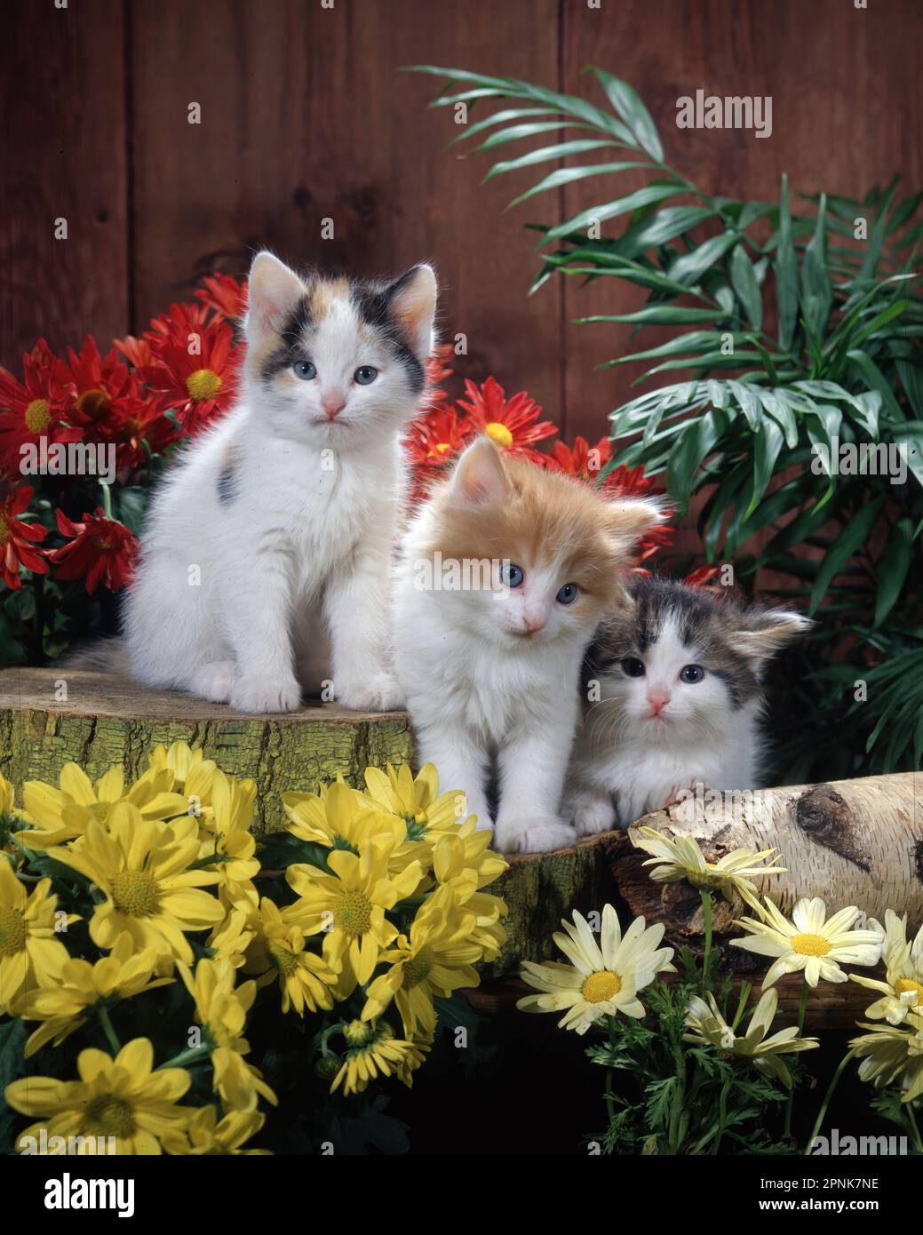 Three kittens surrounded by flowers Stock Photo - Alamy