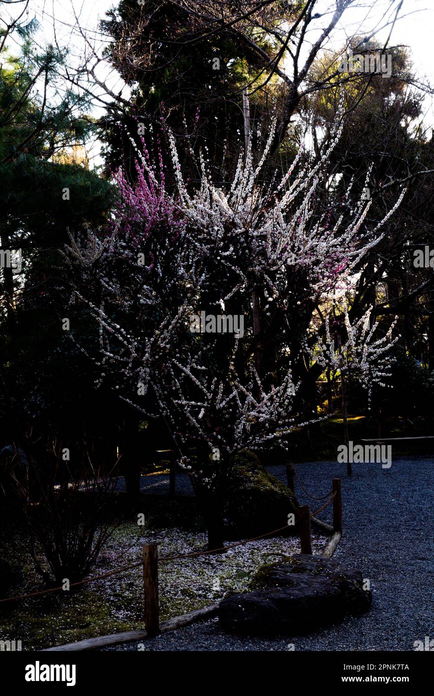 Ume1 hi-res stock photography and images - Alamy