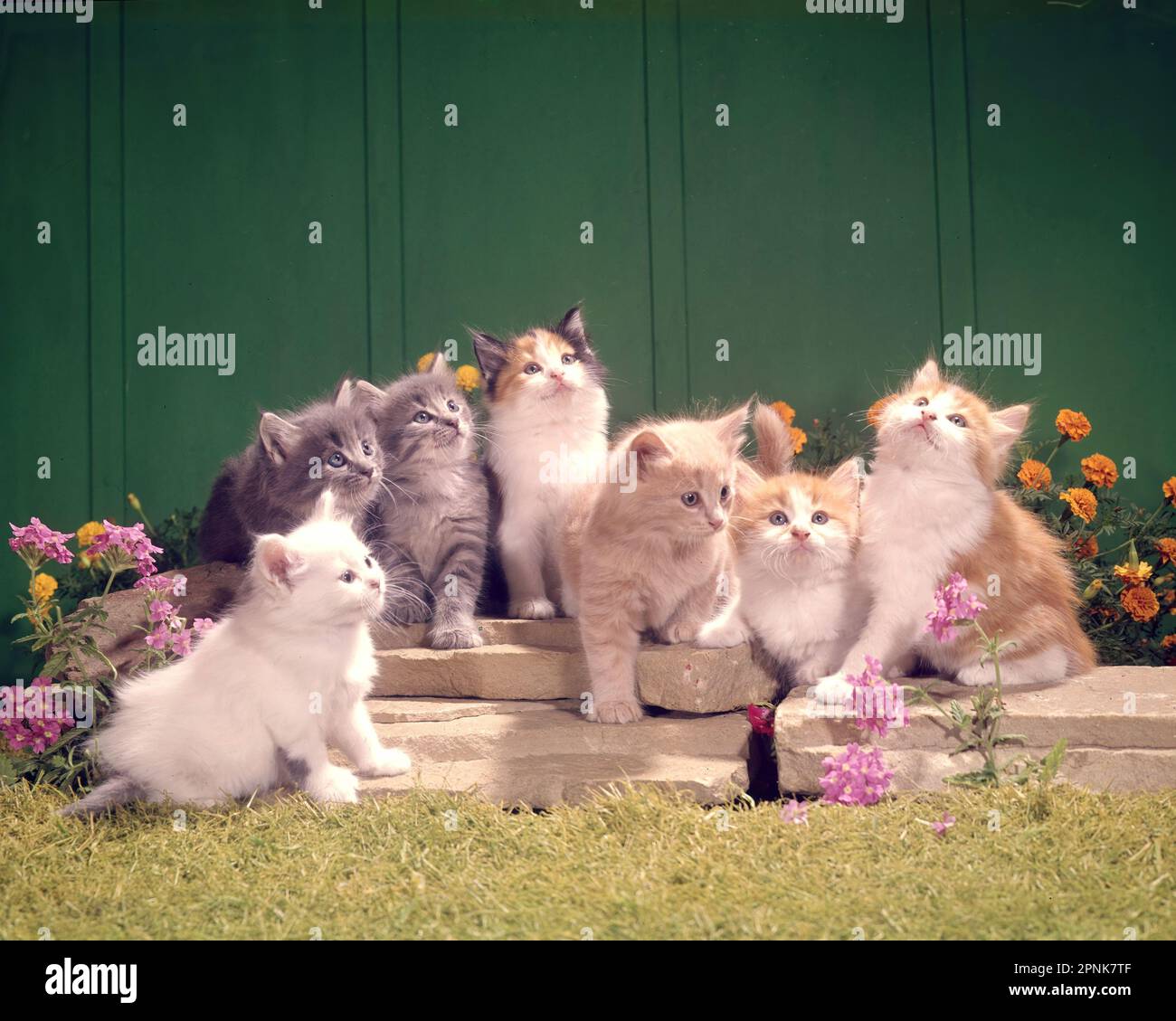Seven assorted colored kittens Stock Photo - Alamy