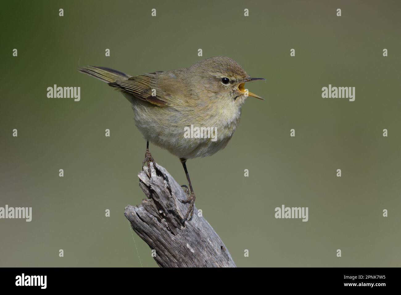 Common chiffchaff (phylloscopus collybita) singing on a branch Stock ...
