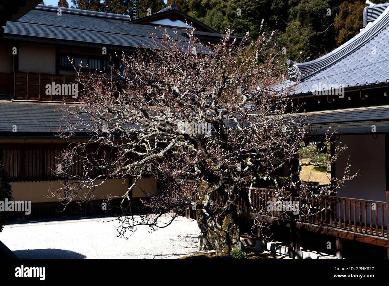 Saihoji, known as kokedera or moss temple, is famous for its secluded ...