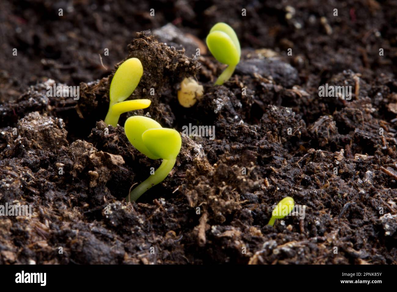 Germination fertile soil hi-res stock photography and images - Alamy