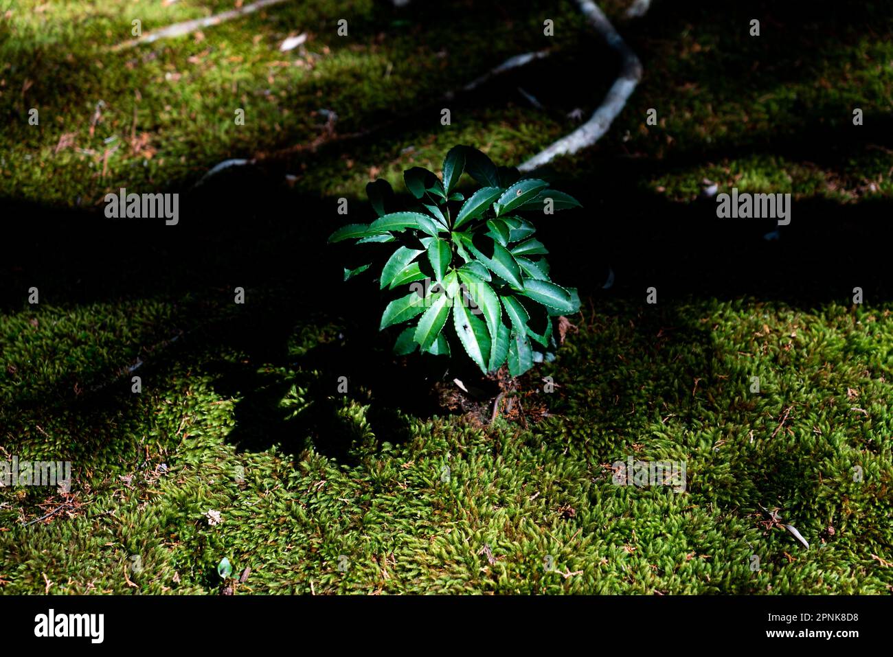 Moss temple hi-res stock photography and images - Alamy