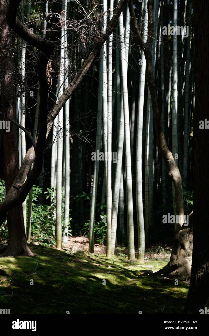 Saihoji, known as kokedera or moss temple, is famous for its secluded ...