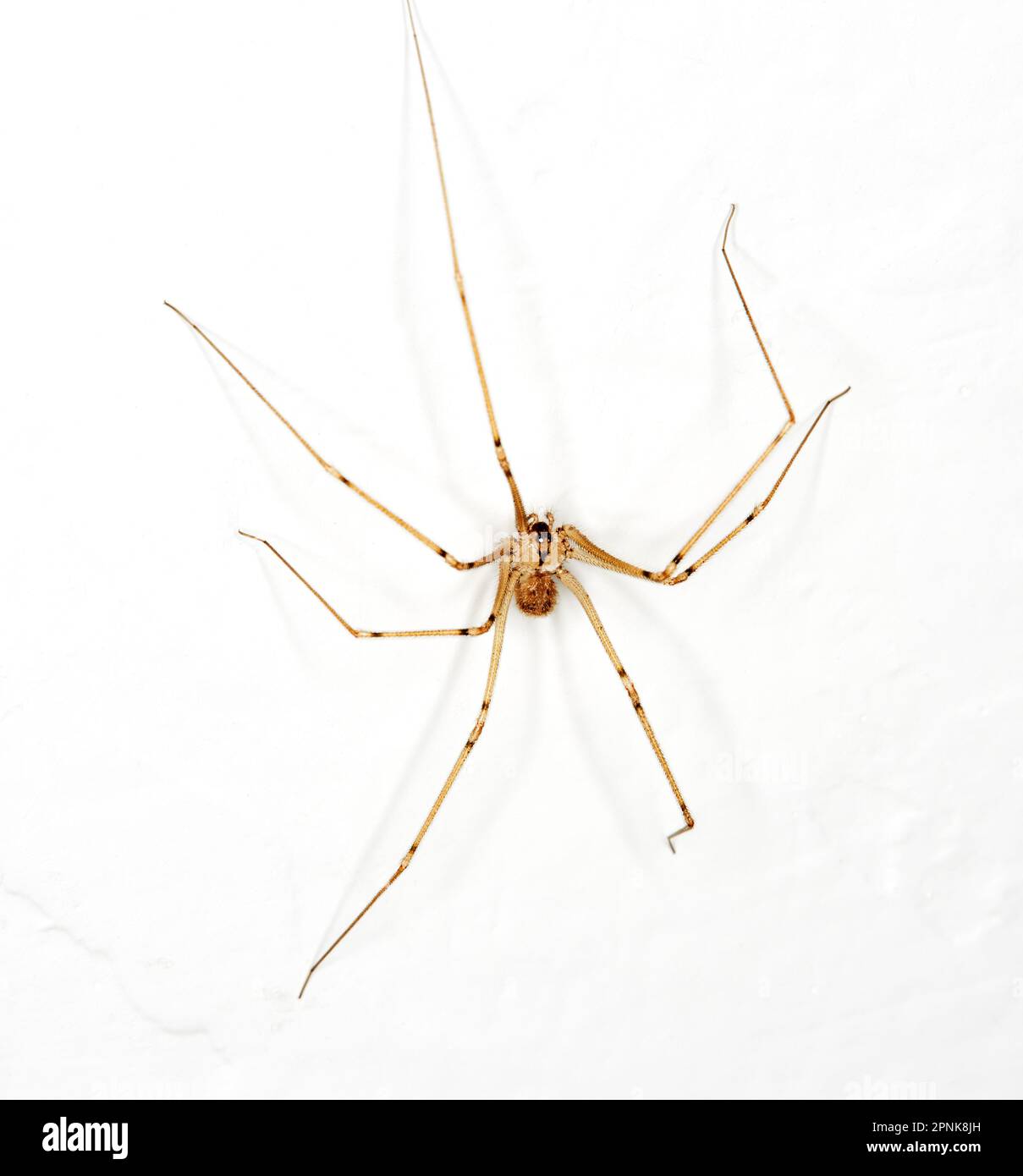 Daddy Skinny Legs
