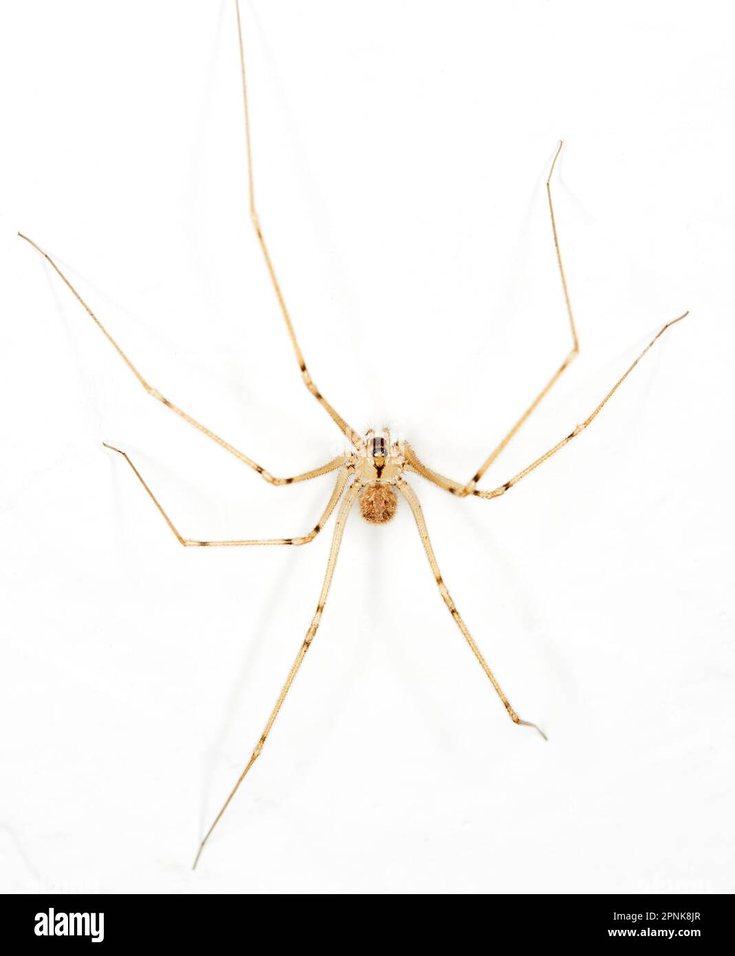 Close up of a Daddy Long Legs Spider on a wall Stock Photo - Alamy