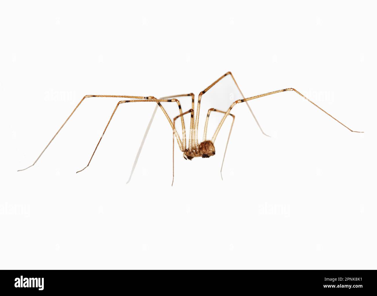 Close up of a Daddy Long Legs Spider hanging upside down on a wall ...