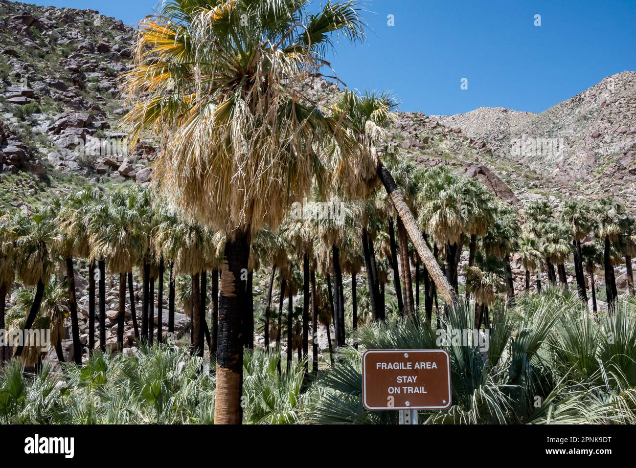 Viewpoint overlooking recovering burnt palm trees at oasis on Borrego ...
