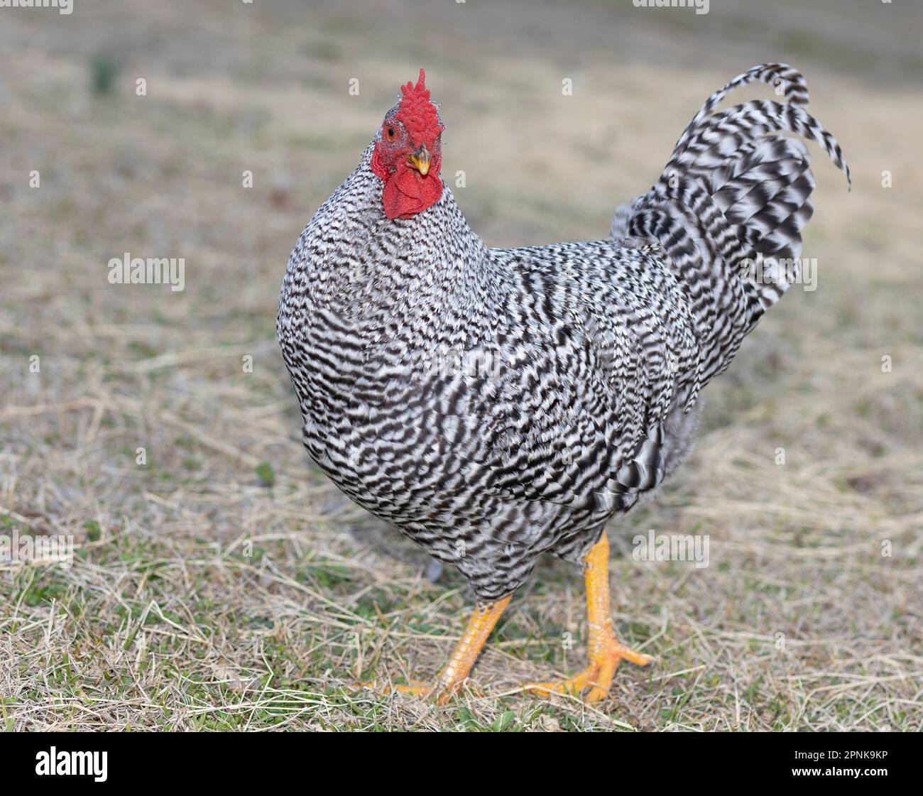 Dominique rooster with black and white feathers on a grassy field Stock ...