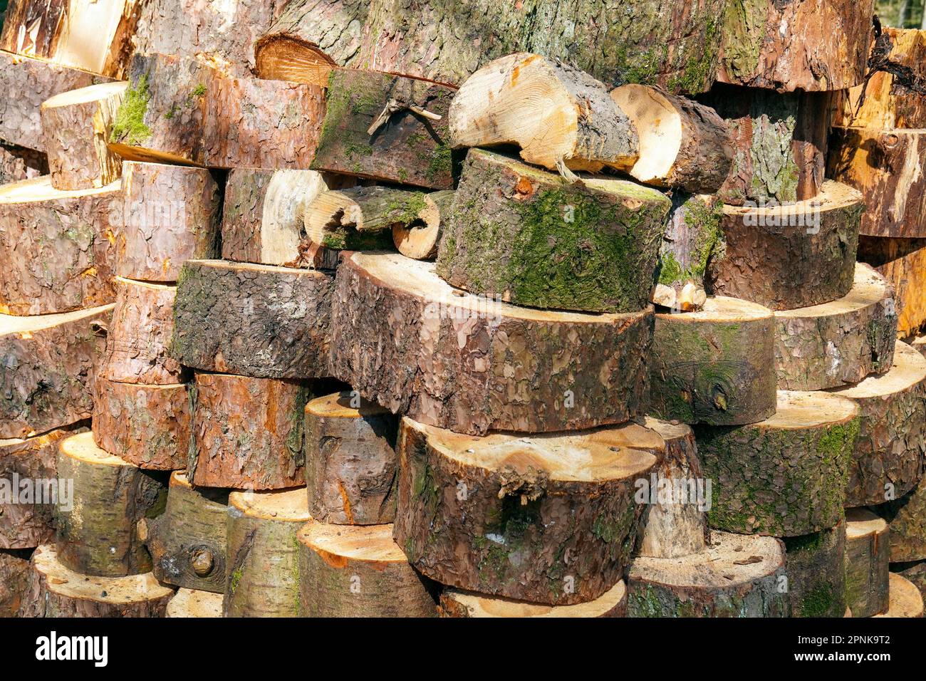 Felled trees and timber cut into logs ready for public sale, Kilmarnock ...