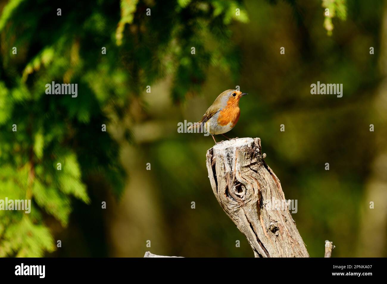 Robins nest trees hi-res stock photography and images - Alamy