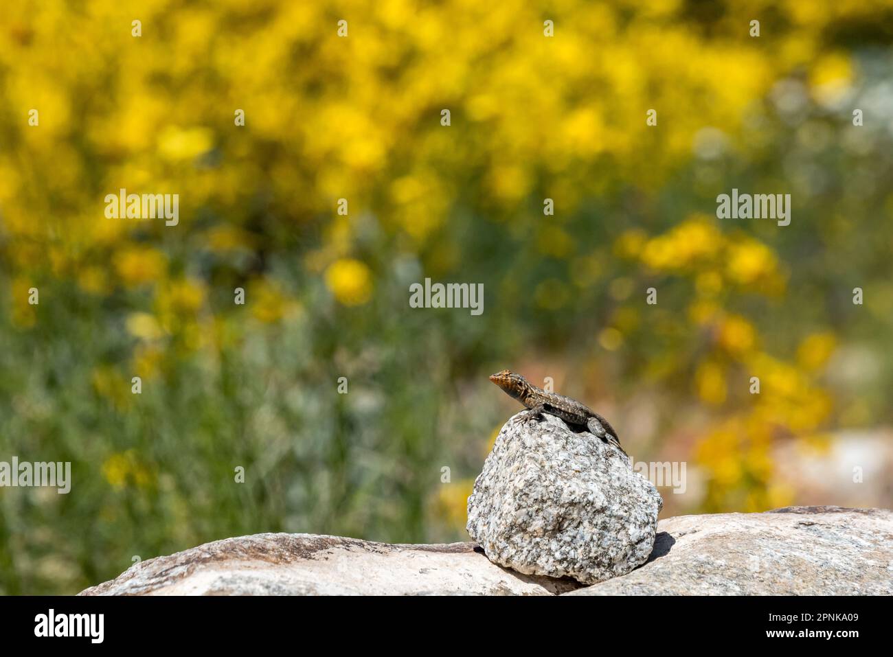 Colorful side-blotched lizard on a rock with yellow brittlebush ...