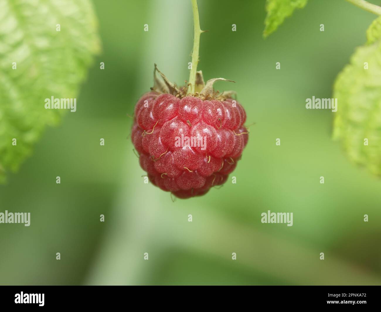 Macro photo of a single raspberry hanging on a twig among the leaves on ...