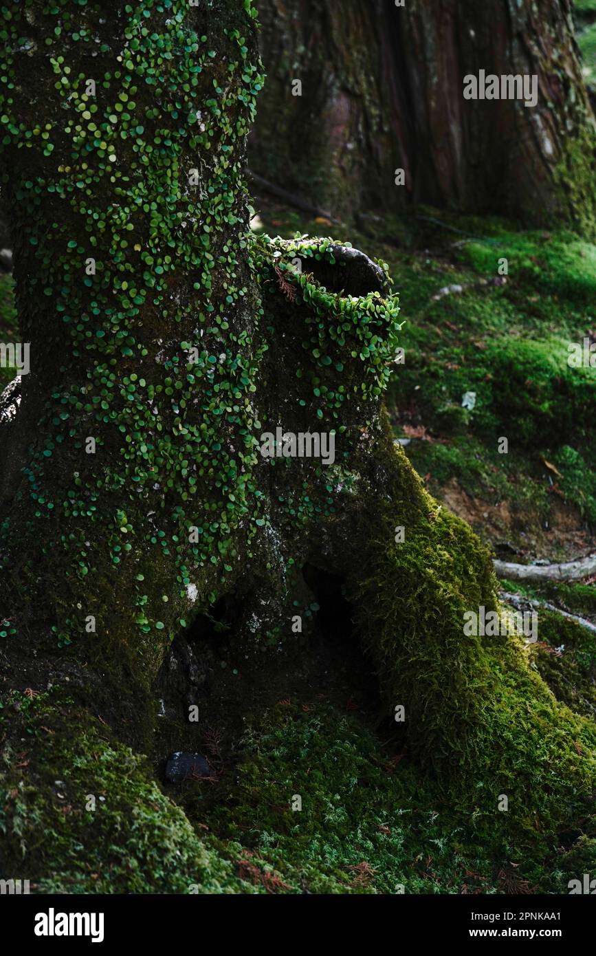 Saihoji, known as kokedera or moss temple, is famous for its secluded ...