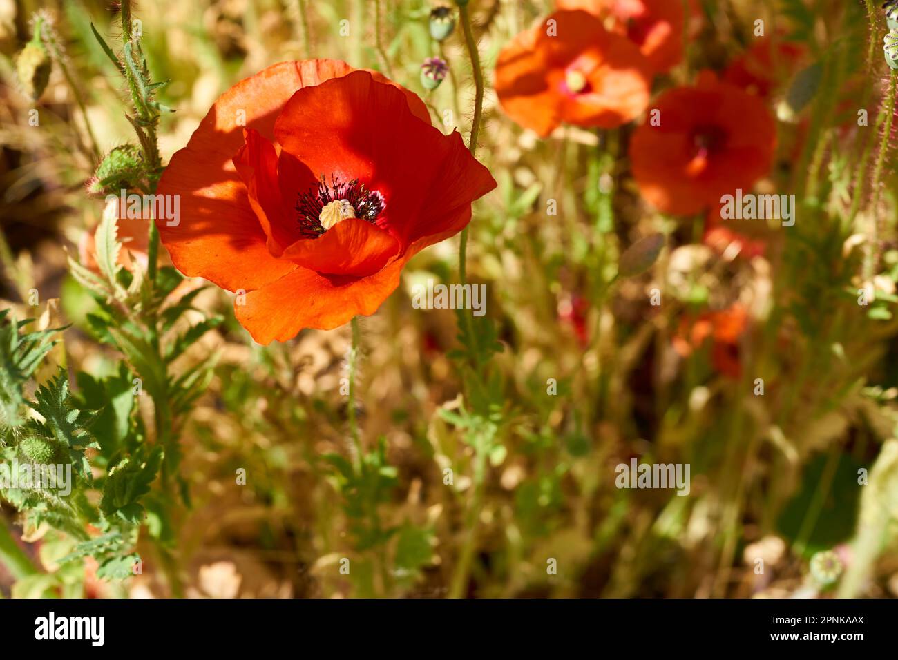 Poppies on summer meadow hi-res stock photography and images - Alamy