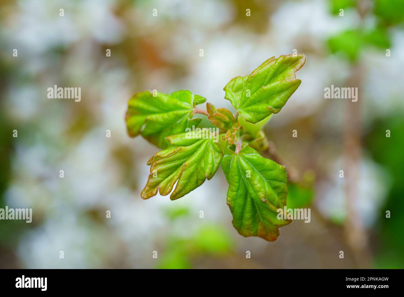 Foliage field hi-res stock photography and images - Alamy