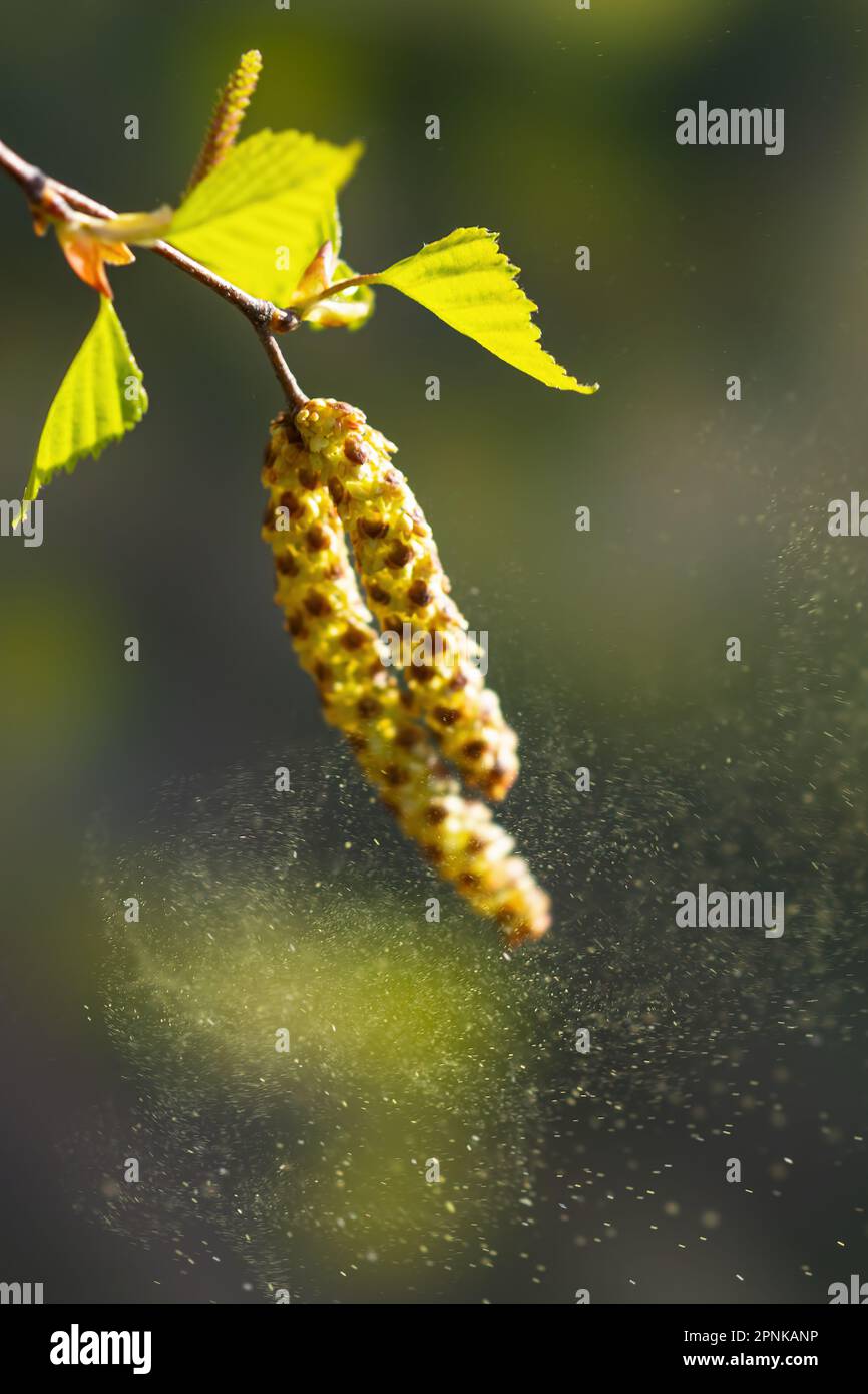Birch pollen, blown up by the wind, is a strong allergen Stock Photo ...