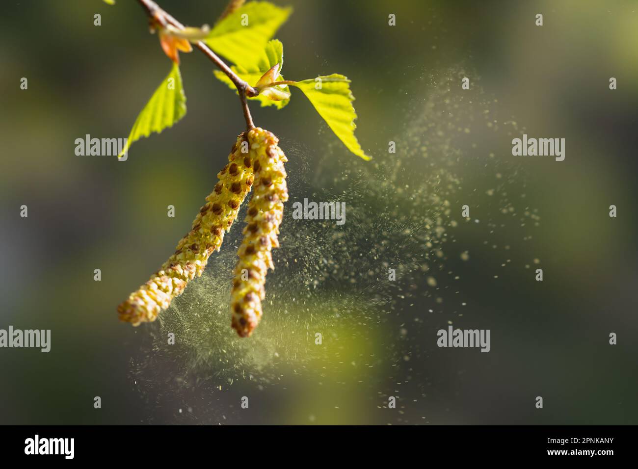 Birch pollen, blown up by the wind, is a strong allergen Stock Photo ...