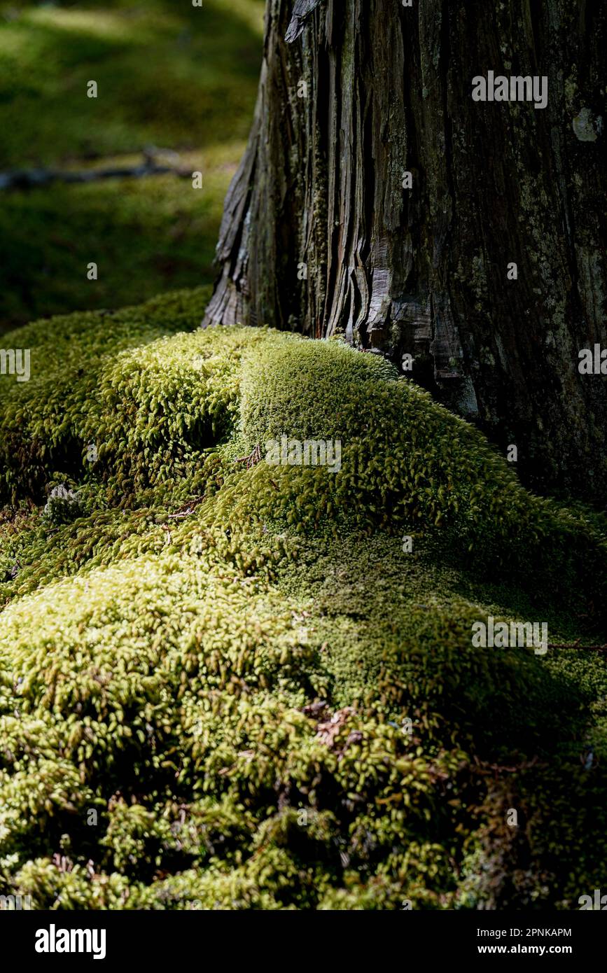 Saihoji, known as kokedera or moss temple, is famous for its secluded ...