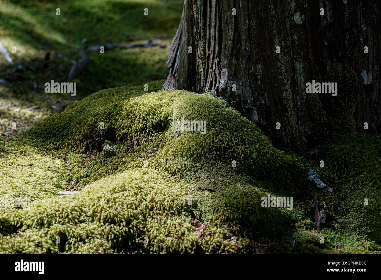 Saihoji, known as kokedera or moss temple, is famous for its secluded ...