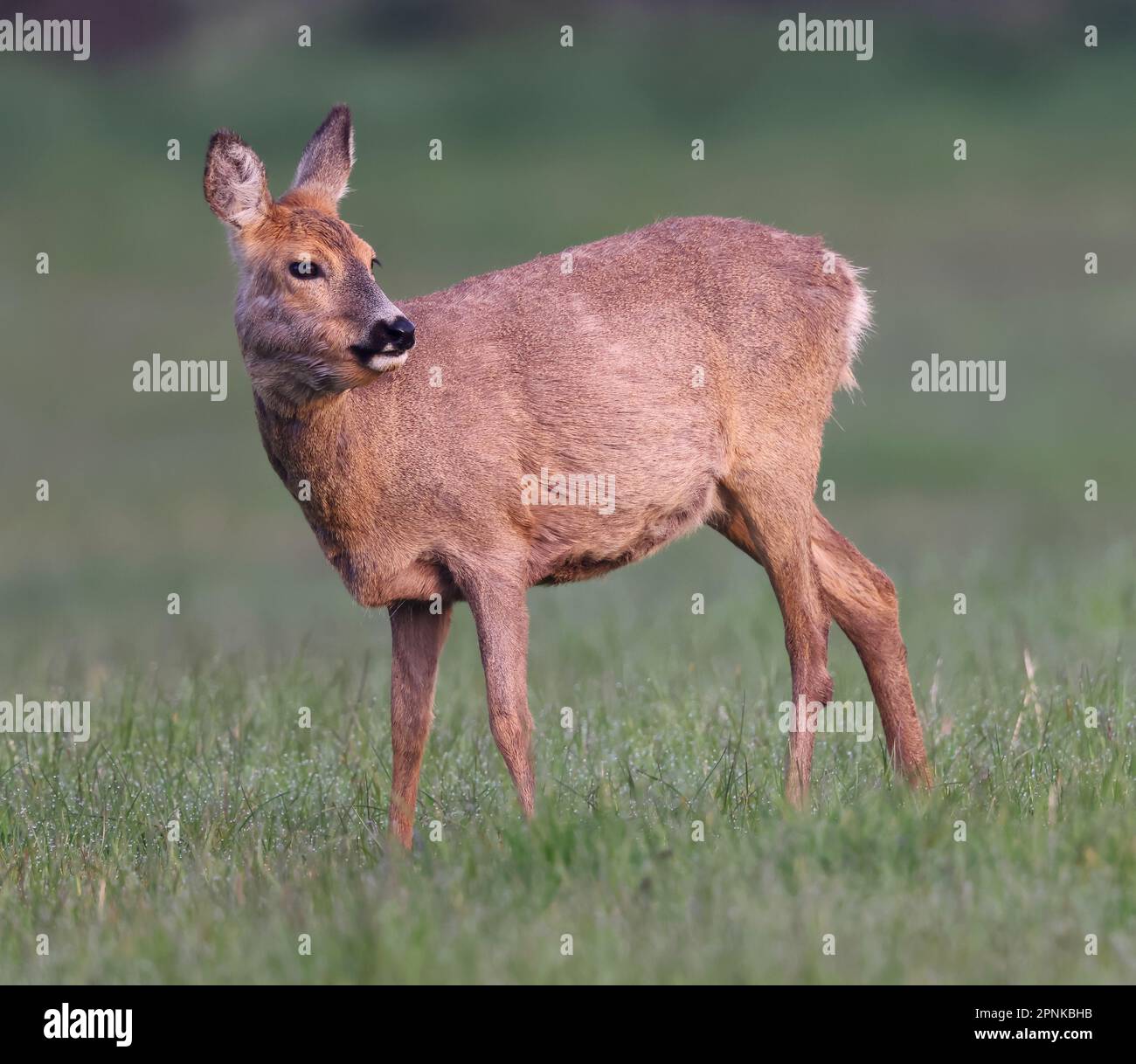 Roe deer doe in hi-res stock photography and images - Alamy