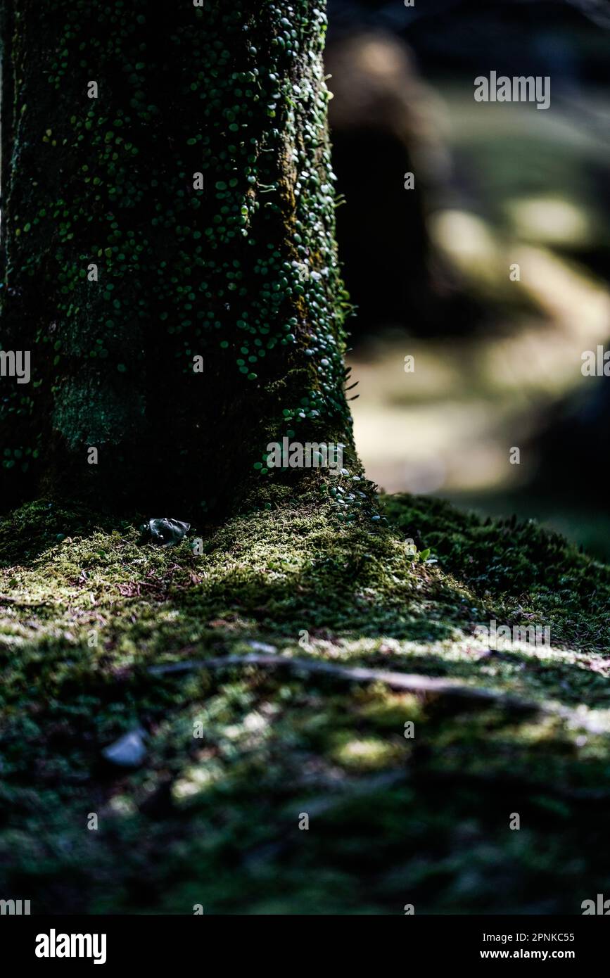 Saihoji, known as kokedera or moss temple, is famous for its secluded ...