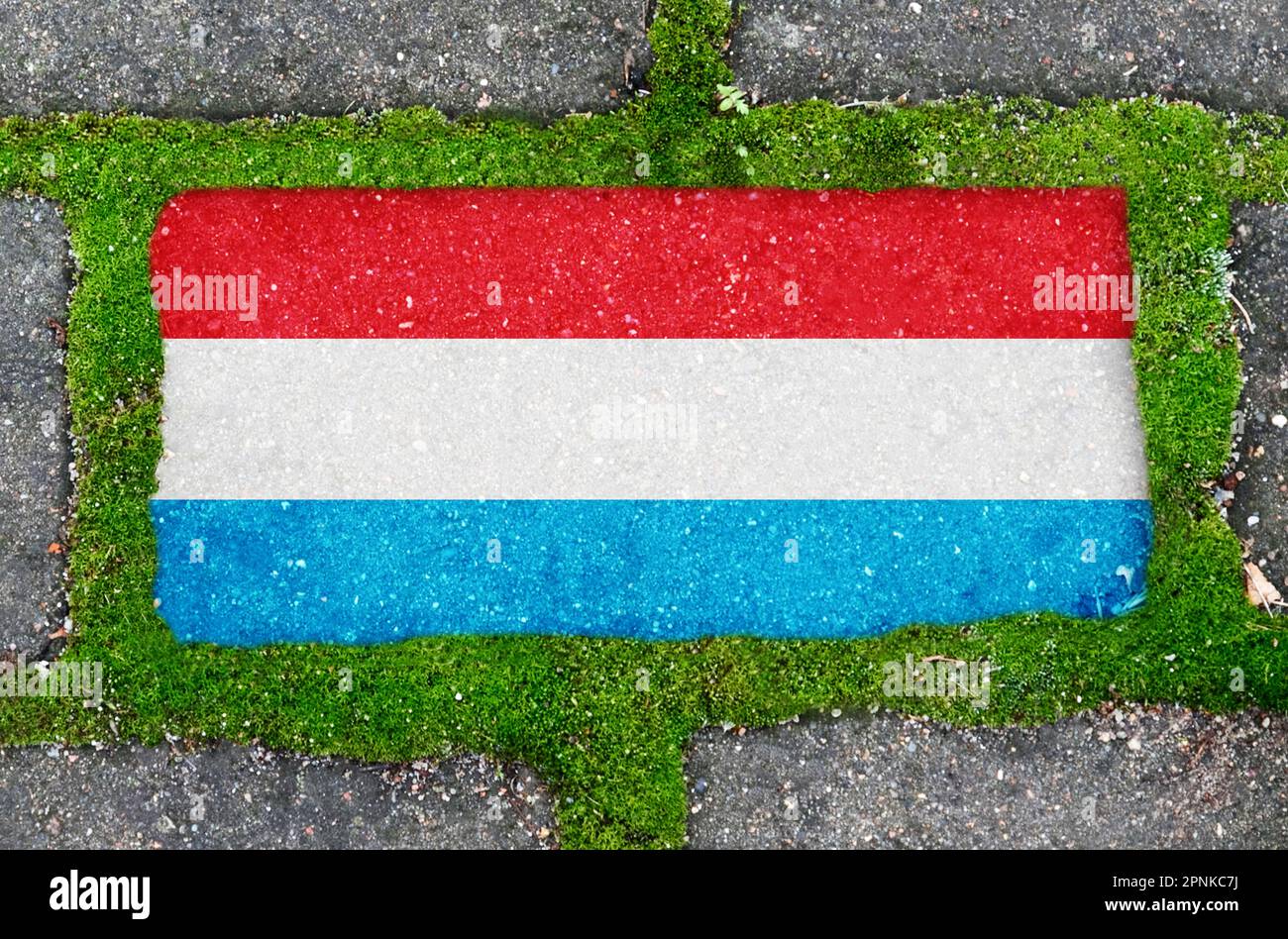 Ecological concept. On the sidewalk in green moss, paving slabs with ...