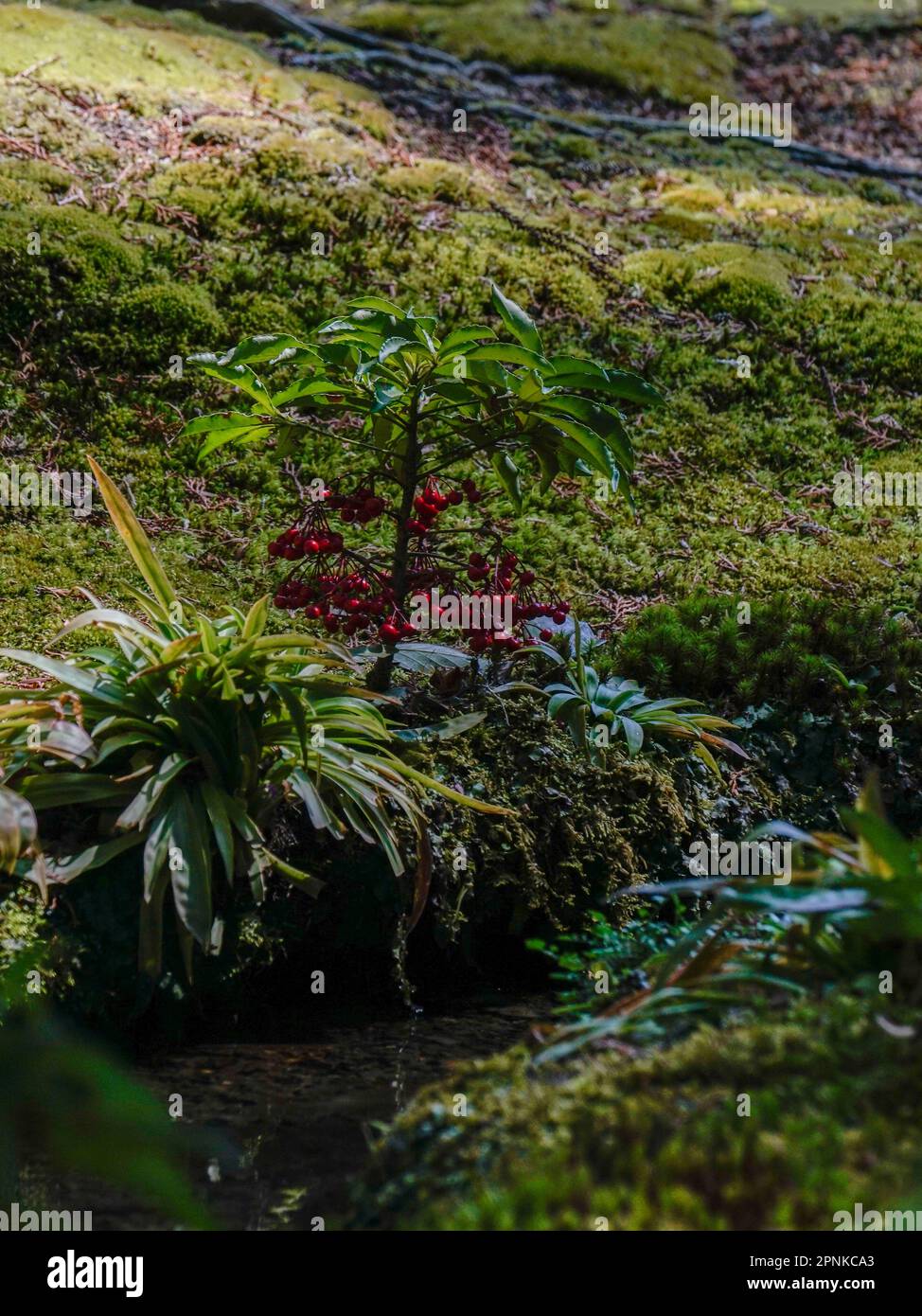 Moss temple hi-res stock photography and images - Alamy