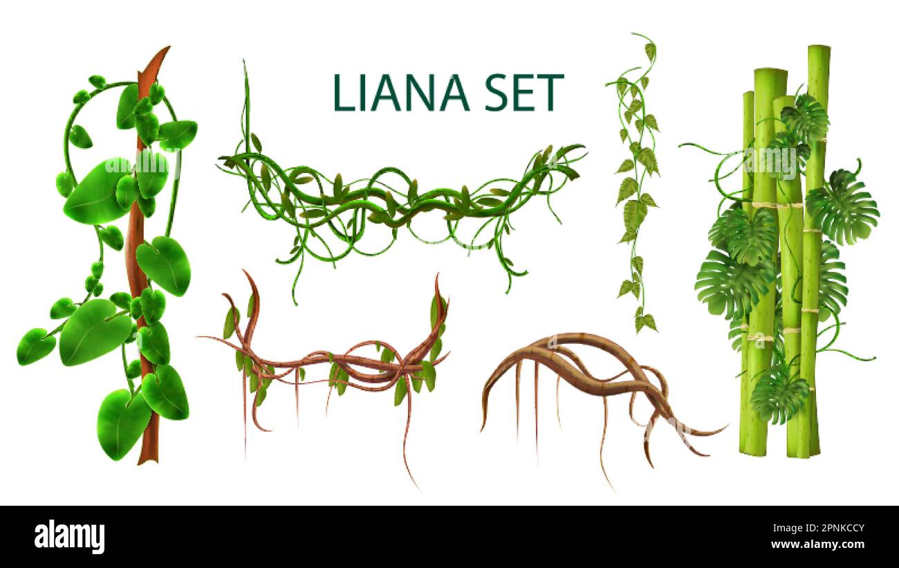 Liana realistic set of creeper branches and stems of exotic plants ...