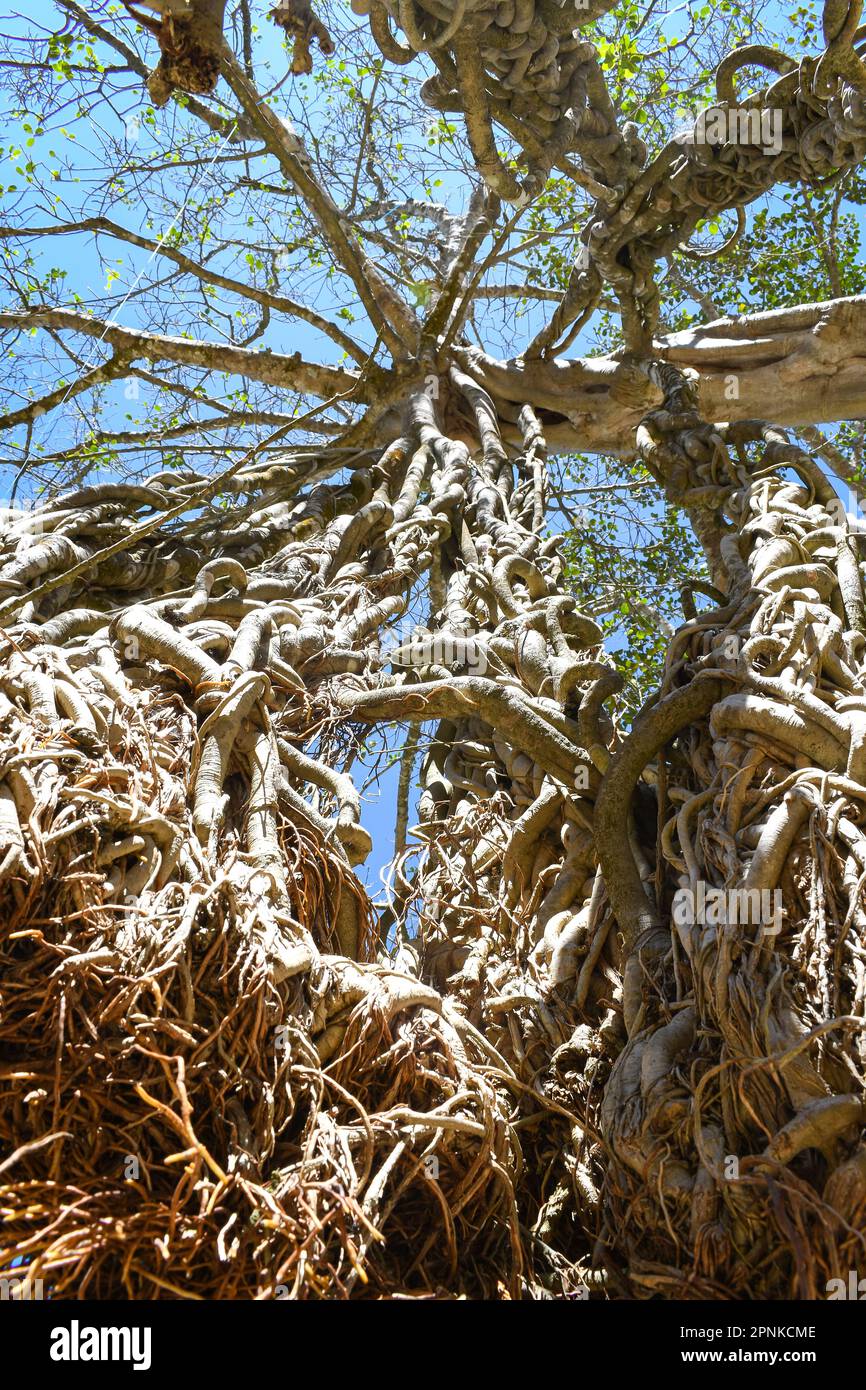 entangled branches of an old tree Stock Photo - Alamy
