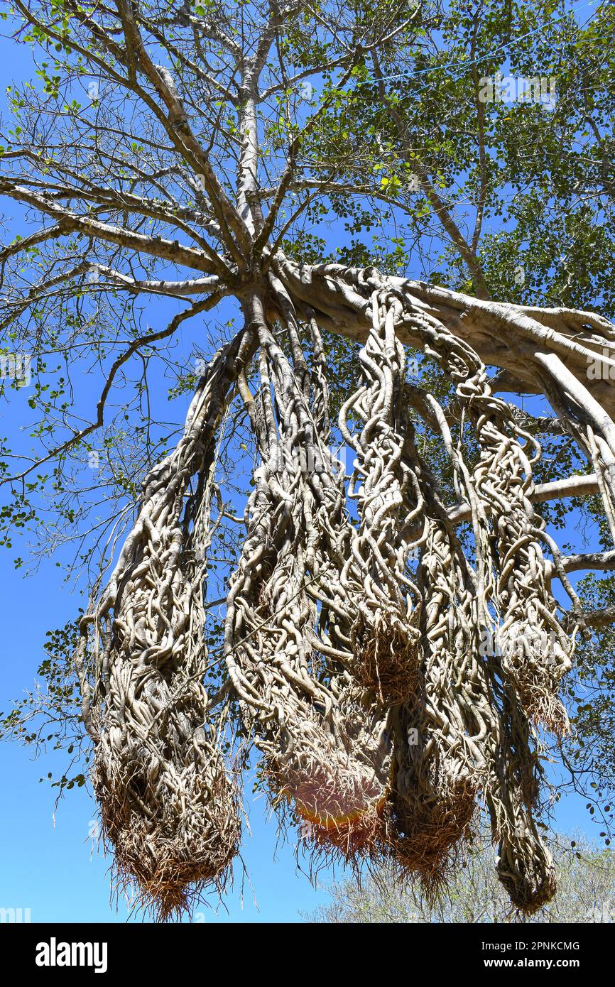 Long thick wood branch hi-res stock photography and images - Alamy