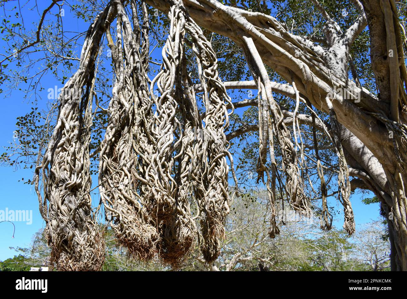 entangled branches of an old tree Stock Photo - Alamy