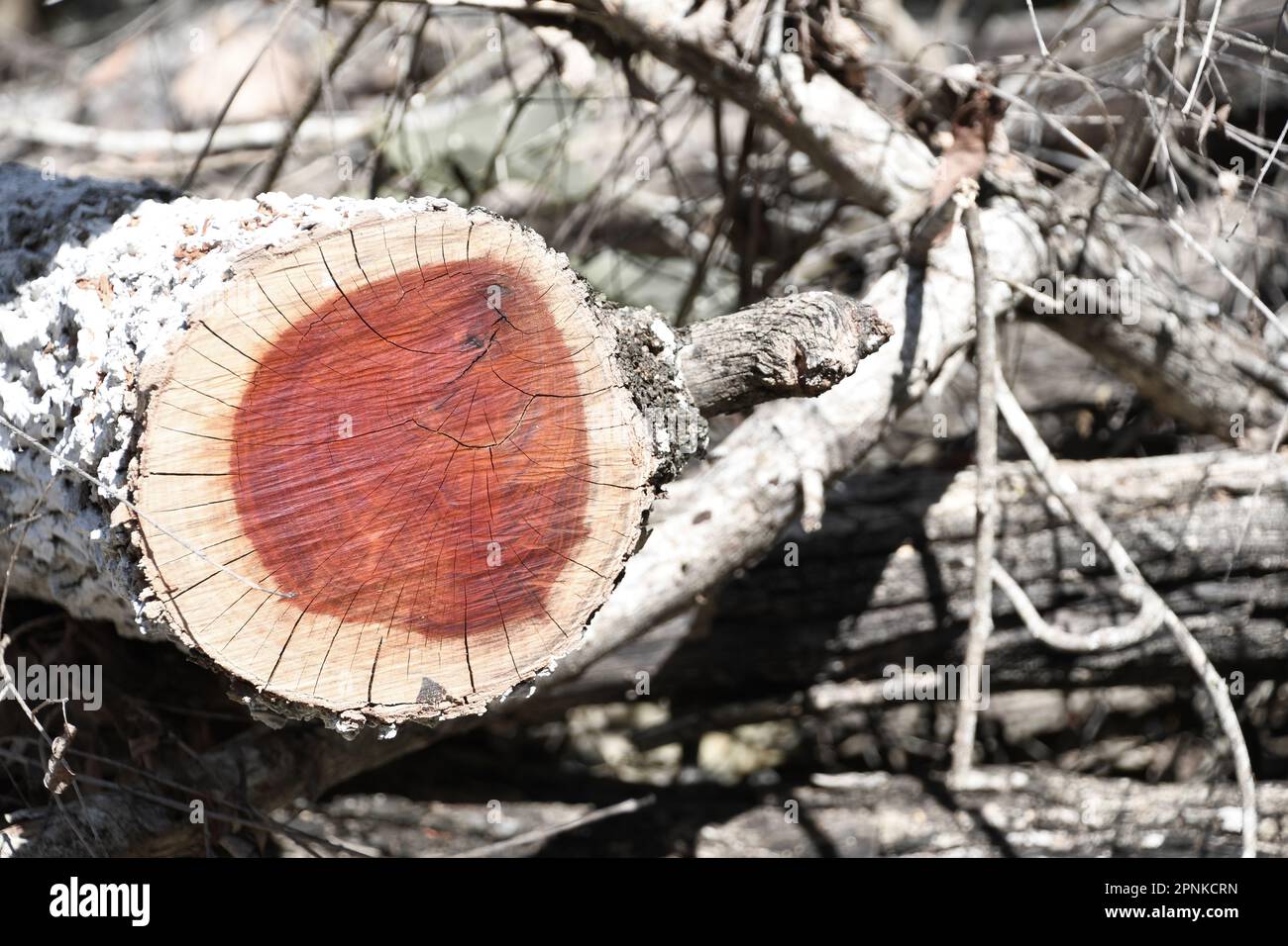 Dead branches broken down hi-res stock photography and images - Alamy