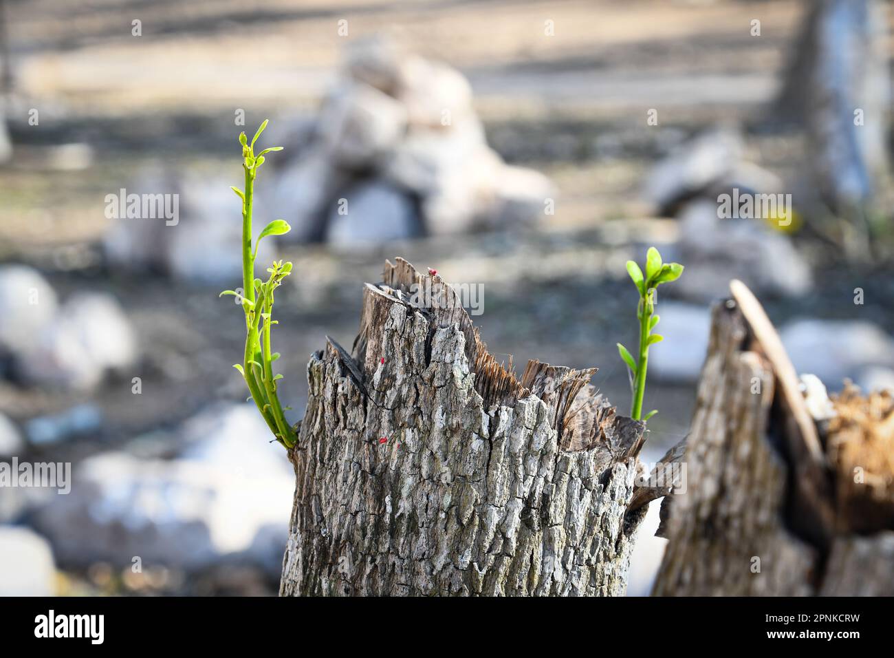 Close-up of small plants growing from a cut tree trunk. Concept of ...
