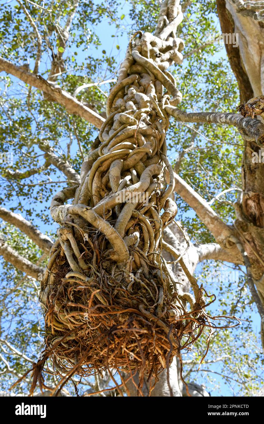 entangled branches of an old tree Stock Photo - Alamy