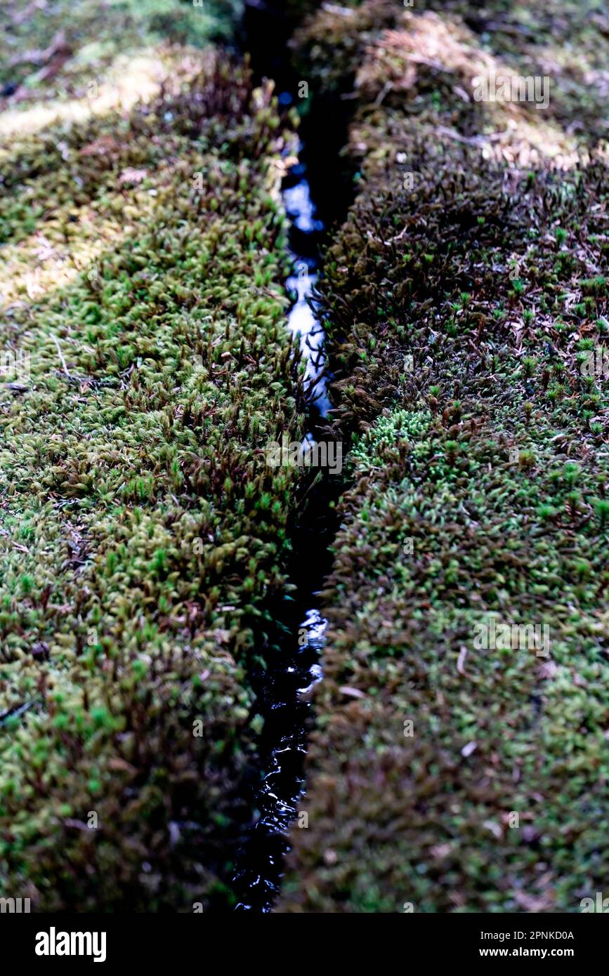 Saihoji, known as kokedera or moss temple, is famous for its secluded ...