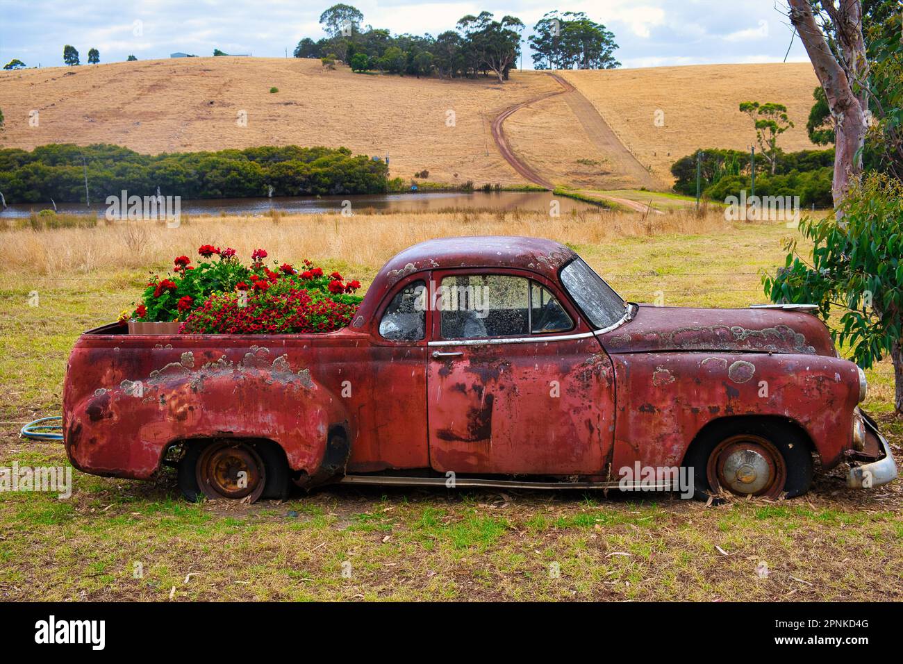Rusty red abandoned classic Chevrolet pickup truck with lichen on the ...