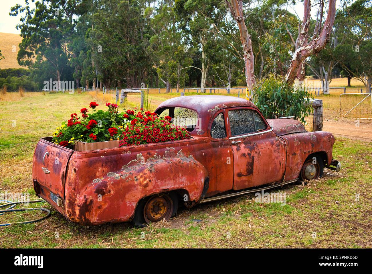 Rusty red abandoned classic Chevrolet pickup truck with lichen on the ...