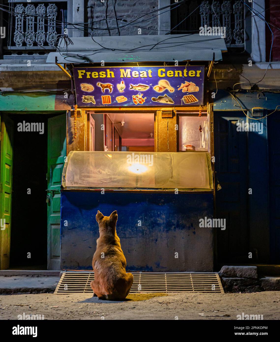 Hungry dog is the only customer at the fresh meat corner at night in ...