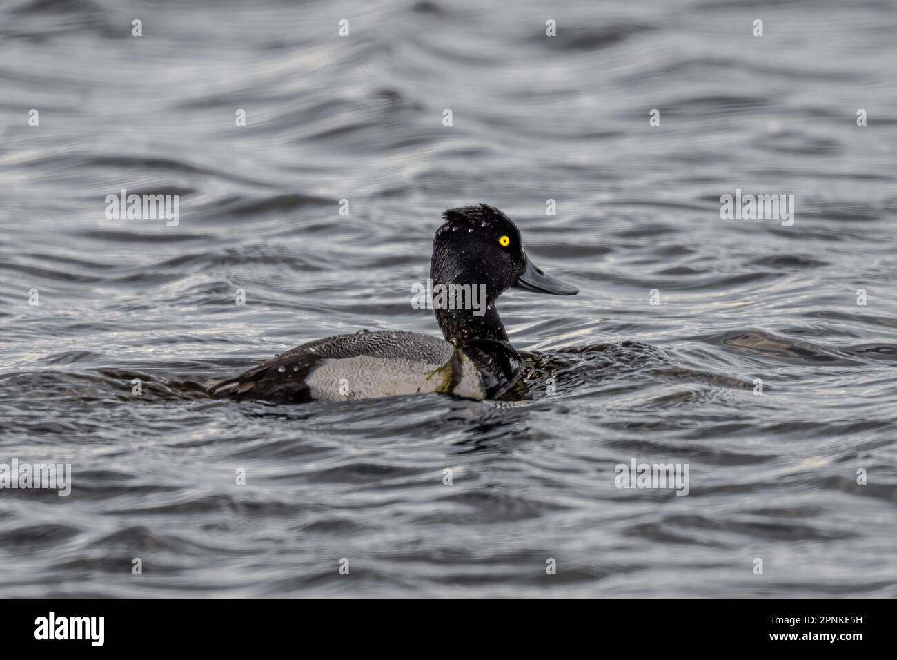 Male Lesser Scaup (Aythya affinis Stock Photo - Alamy