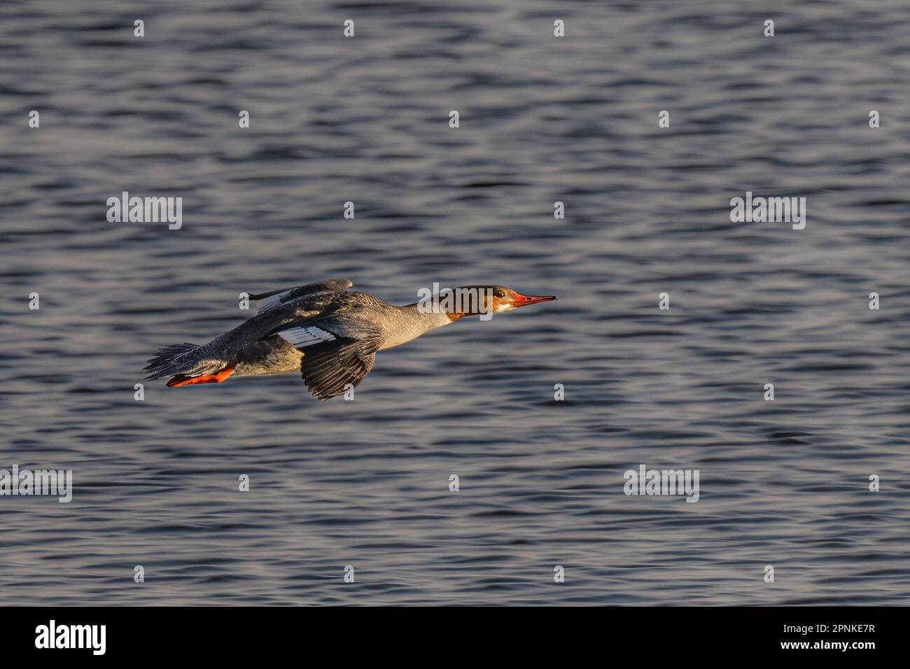 Female Common Merganser (Mergus merganser) in Flight Stock Photo - Alamy
