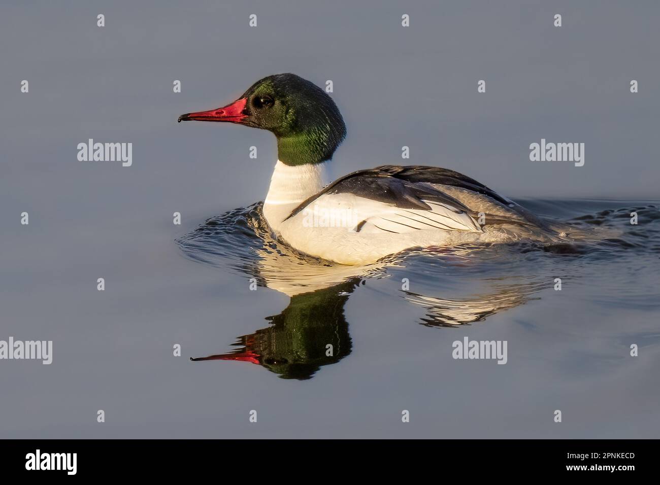 Male common merganser hi-res stock photography and images - Alamy