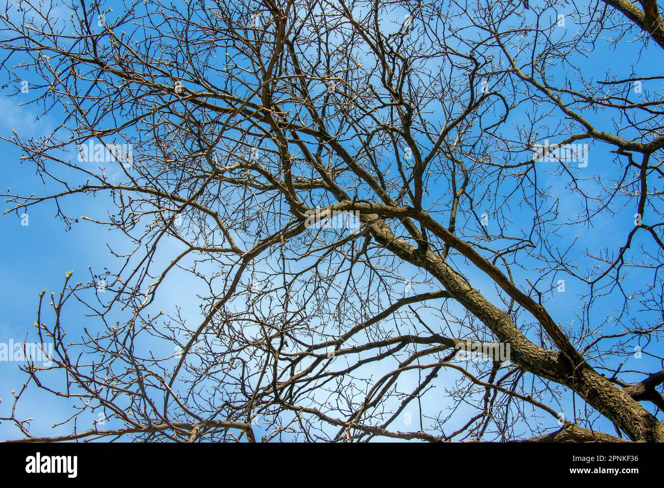 Quercus suber timber hi-res stock photography and images - Alamy