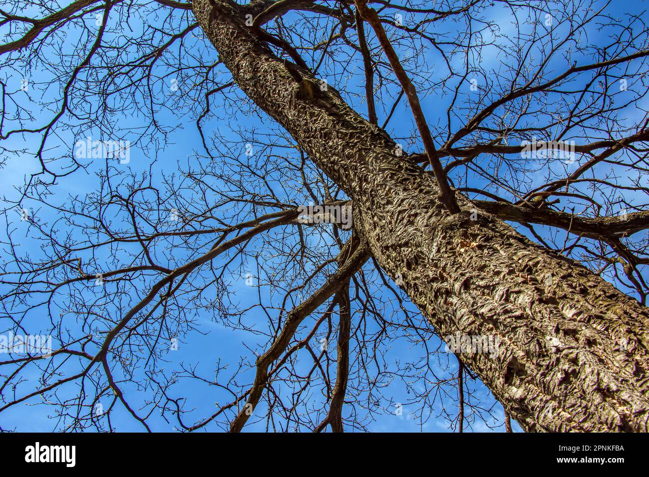 Cork wood tree hi-res stock photography and images - Alamy