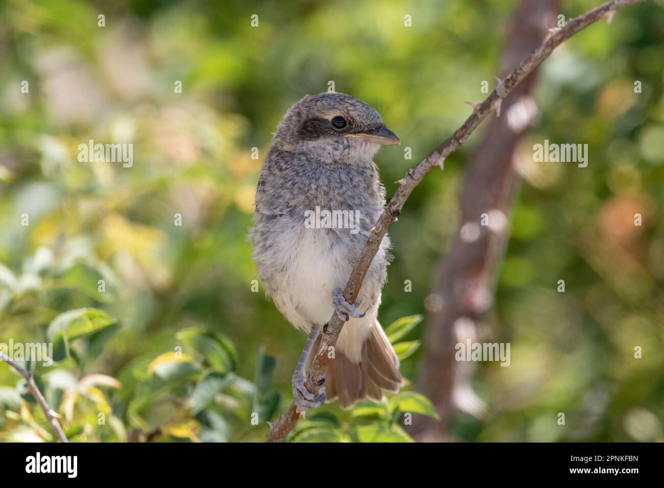 Young red-backed shrike (Lanius collurio) is a carnivorous passerine bird and member of the ...