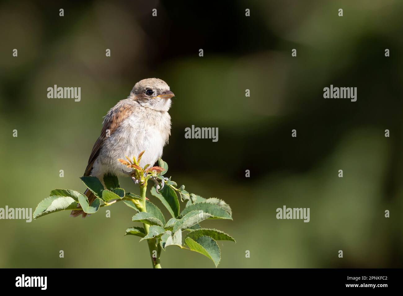 Young red-backed shrike (Lanius collurio) is a carnivorous passerine bird and member of the ...