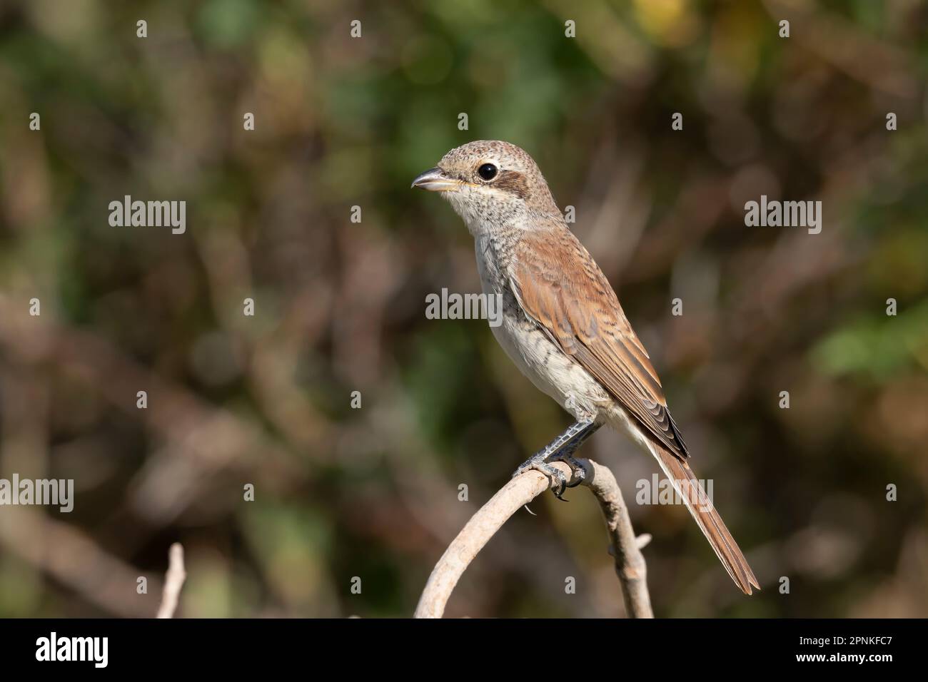Young red-backed shrike (Lanius collurio) is a carnivorous passerine ...